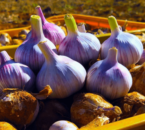 ALHO ROXO NOBRE DO BRASIL | B2Brazil