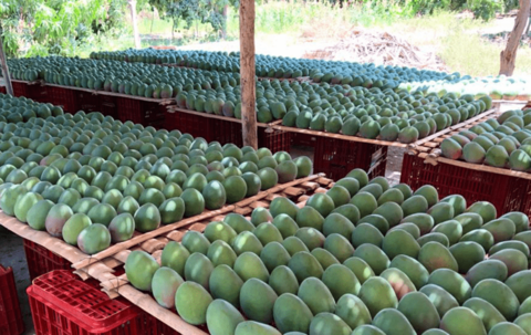 Manga Kent | B2Brazil