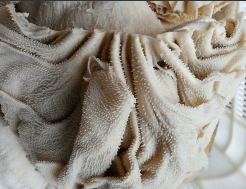 Halal Beef Omasum / Beef offal / Beef Tripe | B2Brazil