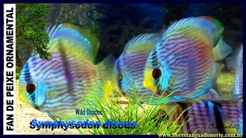 Symphysodon discus–Blue Face Wild Discus | B2Brazil
